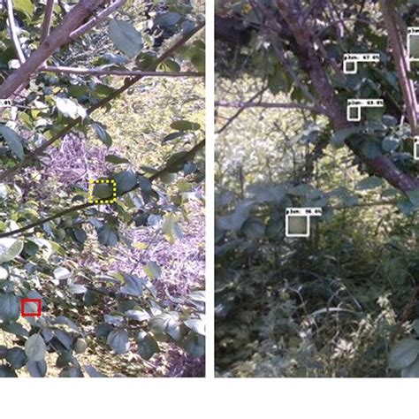 Detection Results Of Same Prunus Mume Image A Before Applying Download Scientific Diagram