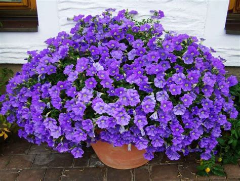 Como Cuidar De Petúnia Descubra Neste Guia Completo Petz