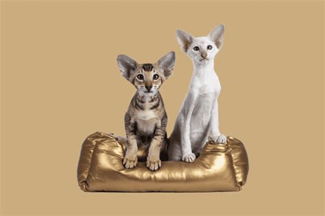 Oriental Siamese A Friendly And Elegant Cat Breed • Kritter Kommunity