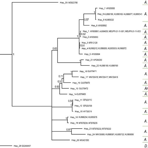 Bayesian Tree Constructed With Cytb Data Set Numerals Above The Nodes Download Scientific