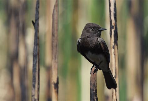 Black Phoebe Audubon Field Guide