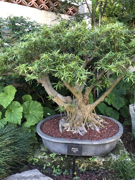 Ficus Id Tropical Looking Plants Other Than Palms Palmtalk