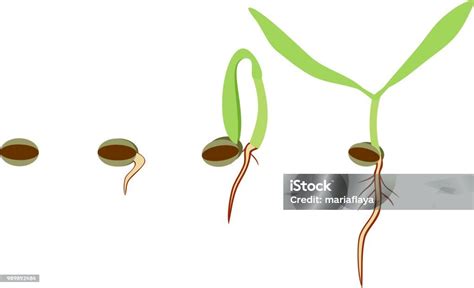 Ilustración De Etapas De La Germinación De La Semilla Sobre Fondo