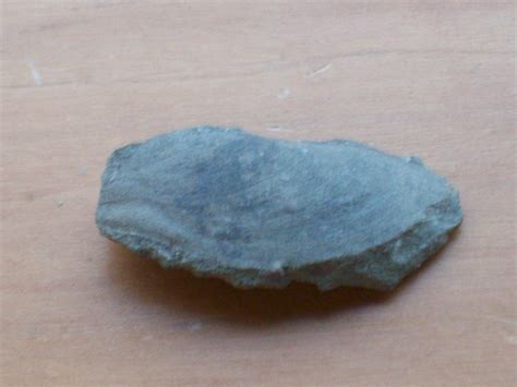 What Kind Of Clam Is This Fossil Id The Fossil Forum