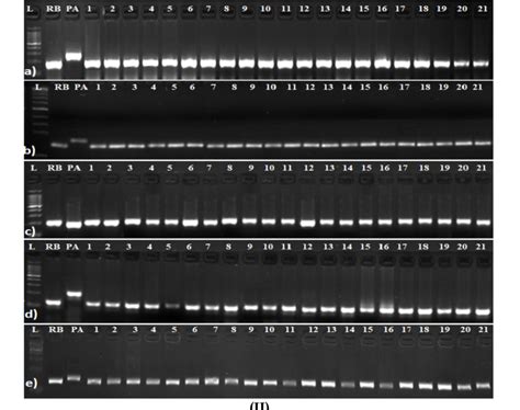 ssr markers used to check polymorphism are i a amplification xa21