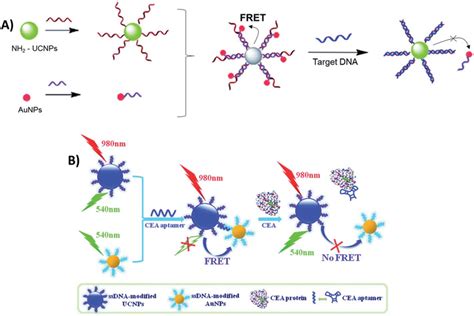 Schematic Illustration Of Turn On Sensors Based On The Fret Pair Download Scientific Diagram
