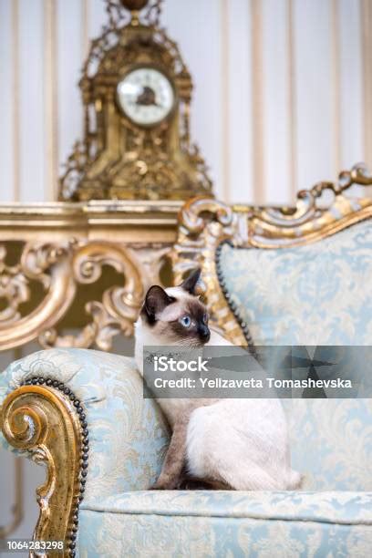 보석으로 메콩 꼬리 자른 품종의 꼬리 없이 2색상 고양이 진주 그의 목의 소중한 목걸이 로얄 프랑스 인테리어에 복고풍 바로크의