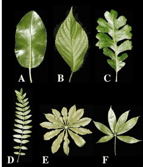Leaf Classification Diagram Quizlet