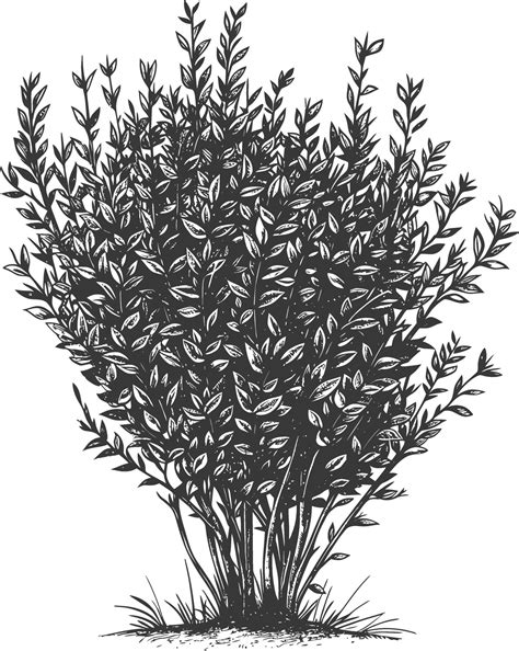 Detailed Botanical Drawing Of A Lush Bush With Intricate Branches And