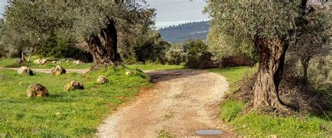 Walking The Emmaus Road One For Israel Ministry