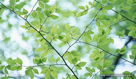 树叶摄影图 自然风景 自然景观 摄影图库 昵图网