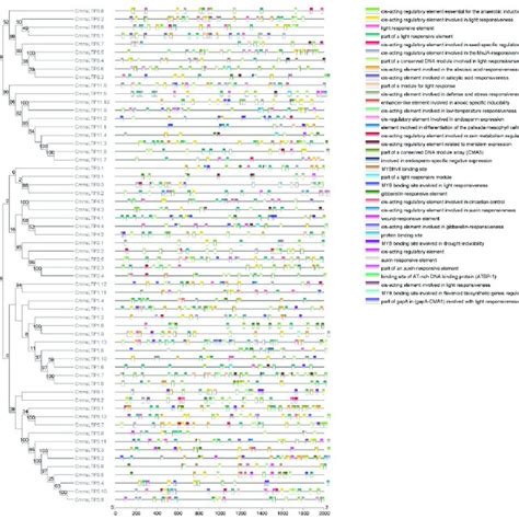 Responsive Cis Acting Elements Predicted In The Cmnsltps Promoters