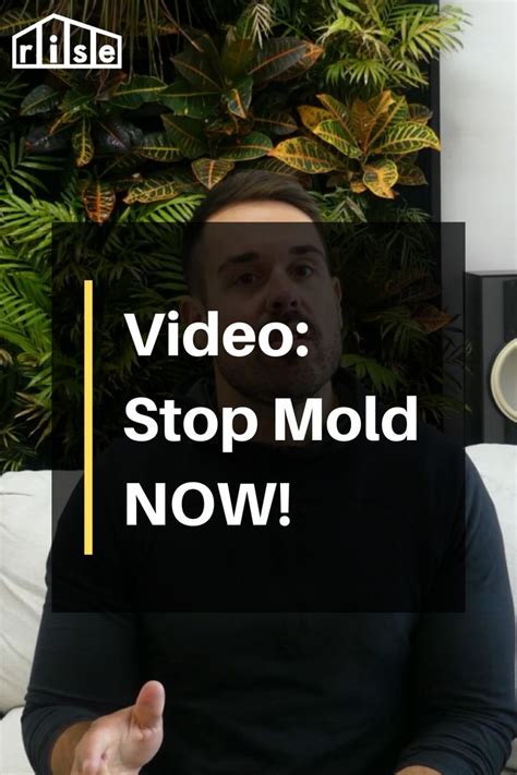 Stop Mold Now Mold Prevention Tips For The Home Mold Prevention Mold Remover Prevention