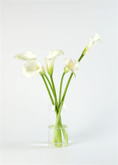 단아함의 상징 벤츄라 카라 한단 4~5대