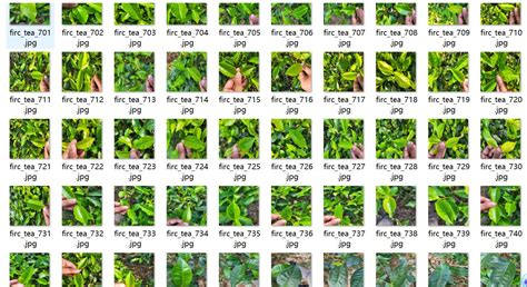 茶叶叶龄检测数据集vocyolo格式2195张4类别