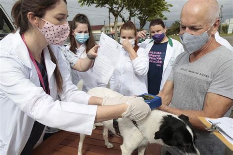 Joinville Realiza Mutirão De Microchipagem De Cães E Gatos No Fim De Semana
