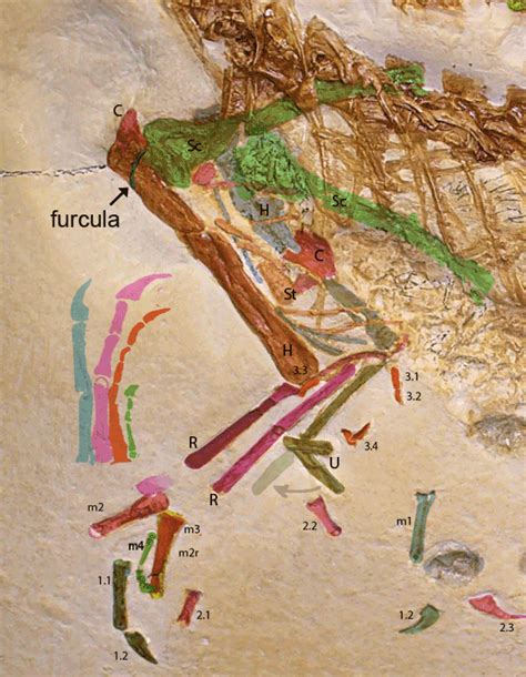 Compsognathus Ubirajara And Aorun