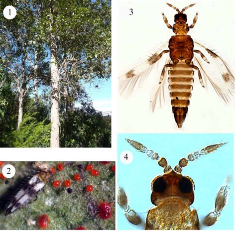 Pdf A New Species Of Predatory Scolothrips Thysanoptera Thripidae
