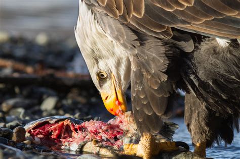 Chilkat Bald Eagle Preserve — Nicolas Dory