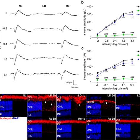 Re Maintains The Retinal Function And Preserves The Expression Of Download Scientific Diagram