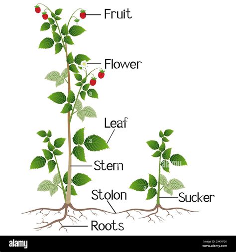 Parts Of Raspberry Plant Isolated On White Background Stock Vector Image And Art Alamy