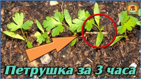 Эксперимент: Проращивание петрушки за 3 часа. Неужели этот способ ...