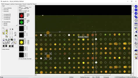 Humanmouserat Fabp1l Fabp Antibody Mab2964 Randd Systems