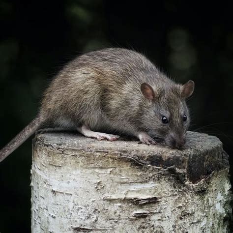 Rat Detection Object Detection Dataset V10 2023 04 10 5 08pm By Vit