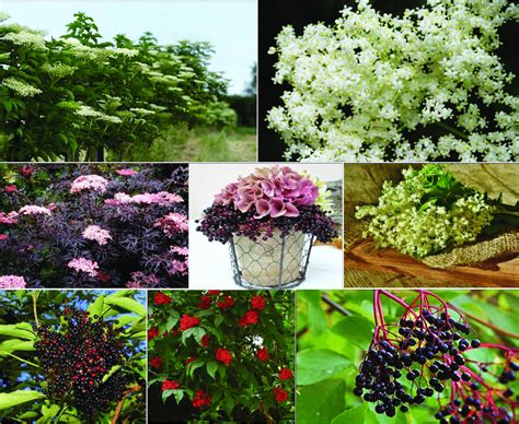 Sambucus Spp Variation And Some Usages Url 20 21 Download