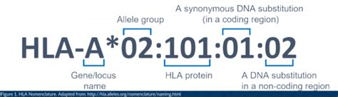 Know More About Hla Typing Organabio
