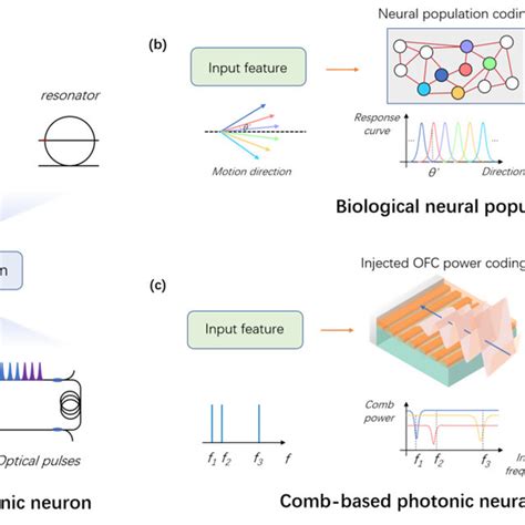 Conceptual Illustrations Of Conventional Photonic Neurons Biological Download Scientific