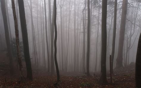 Туман в лесу фото и картинки Abrakadabra Fun