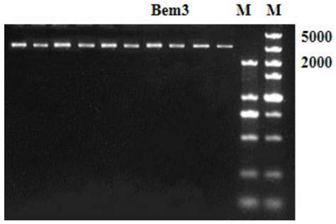一株过表达bem3基因的酿酒酵母基因工程菌及其构建方法与应用