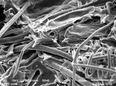 Sem Of Unbleached Pulp Of Bamboo Pla Composite 500x Magnification Download Scientific Diagram