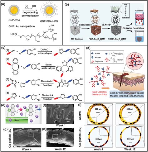 A Hydroxy Groups On Pda Initiated The Ring‐opening Polymerization Of Download Scientific