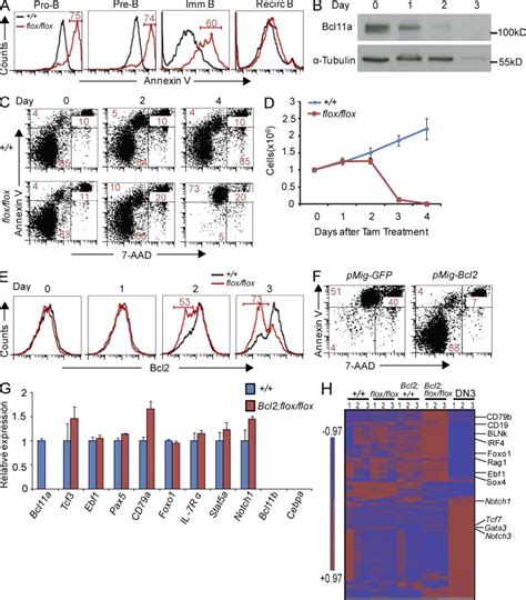 Bcl11a Is Essential For Lymphoid Development And Negatively Regulates
