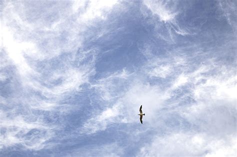 푸른하늘을 날아가는 갈매기 유토이미지 상세페이지 베이직샵 사진 21457343