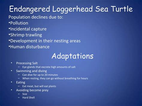 Loggerhead Sea Turtle Jadyn Ppt