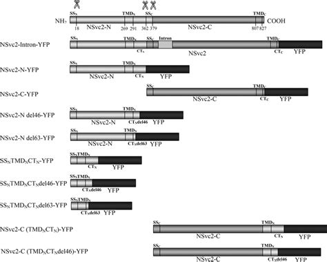 Schematic Diagrams Of The Viral Constructs Used For Expression Analysis