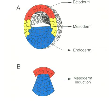 Gastrula Mesoderm