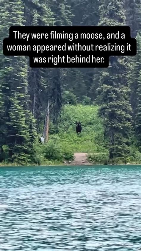 Hytale Moose Incident