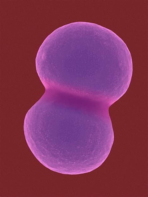 Staphylococcus Aureus Photograph By Dennis Kunkel Microscopy Science Photo Library Fine Art