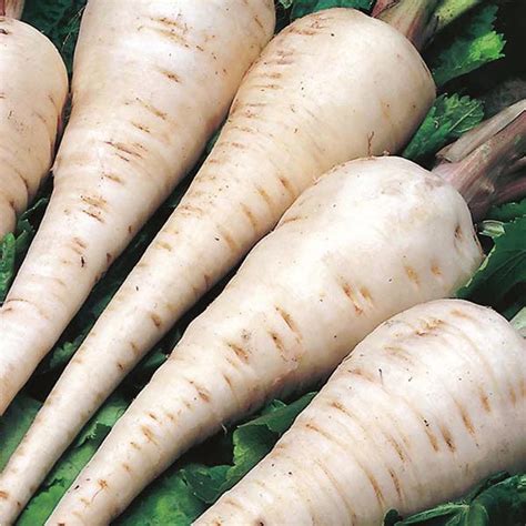 Parsnip White Gem Seed Tape From Mr Fothergills Seeds And Plants Parsnip White Gem Seed Tape From Mr Fothergills Seeds And Plants