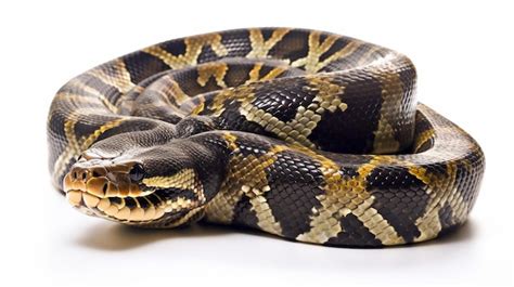 Premium AI Image A Python Is Shown On A White Background