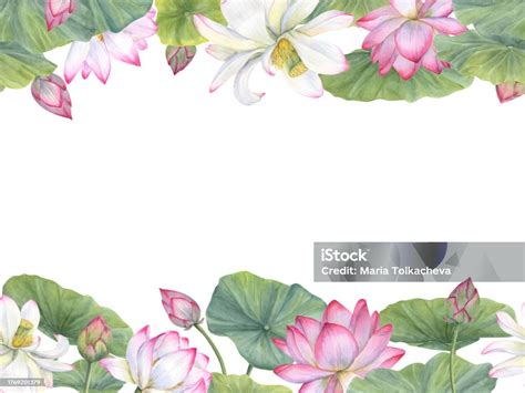 베트남 국화의 완벽 한 배너입니다 녹색 잎을 가진 분홍색 연꽃 수련 인도 연꽃 녹색 잎 새싹 텍스트를 위한 공간입니다 흰색에