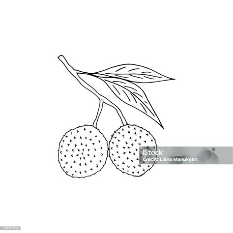 손으로 그린 열매 과일 낙서 스타일의 벡터 일러스트 레이 션입니다 열매 과일의 가지 와 잎 와 고립된 통하고 있는 백색 배경 흰색 배경에 벡터 그림입니다 건강한 식생활에