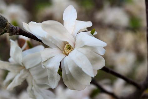 Kostenlose Foto Baum Natur Ast Blühen Weiß Sonnenlicht Blatt