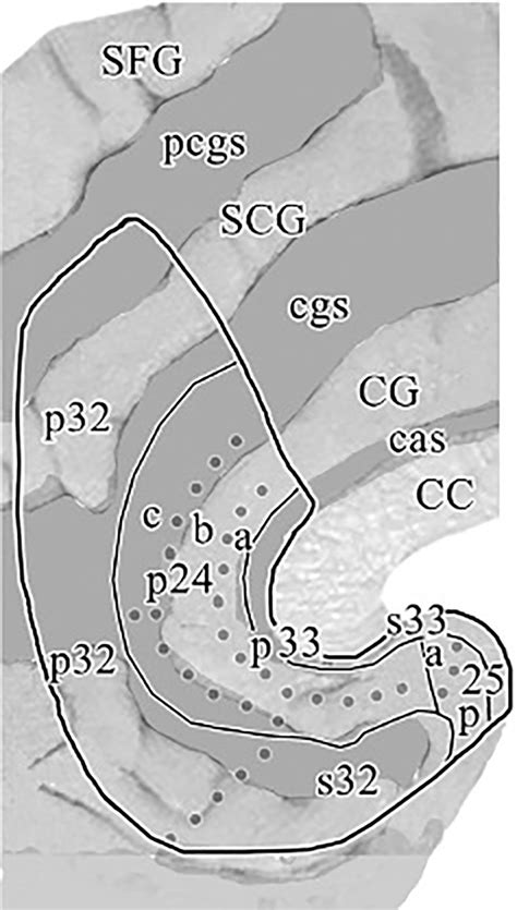 Frontiers Highfield Imaging Of The Subgenual Anterior Cingulate