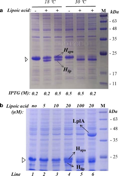 A Effects Of Temperature And Concentration Of The Inducer Iptg On The Download Scientific