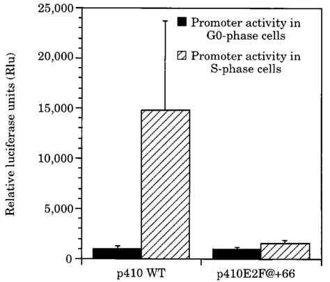 Loss Of Regulation Of The Dhfr Promoter Is Not Due To Derepression